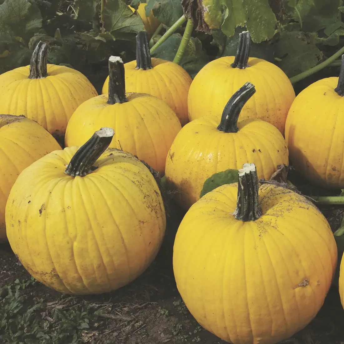 Pumpkin Mellow Yellow seeds for high yielding pale yellow pumpkins